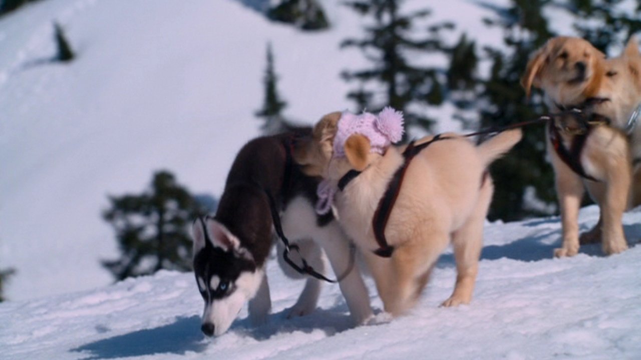 Snow Buddies 2008 Movies film cine snow-buddies-2008-movies-film-cine