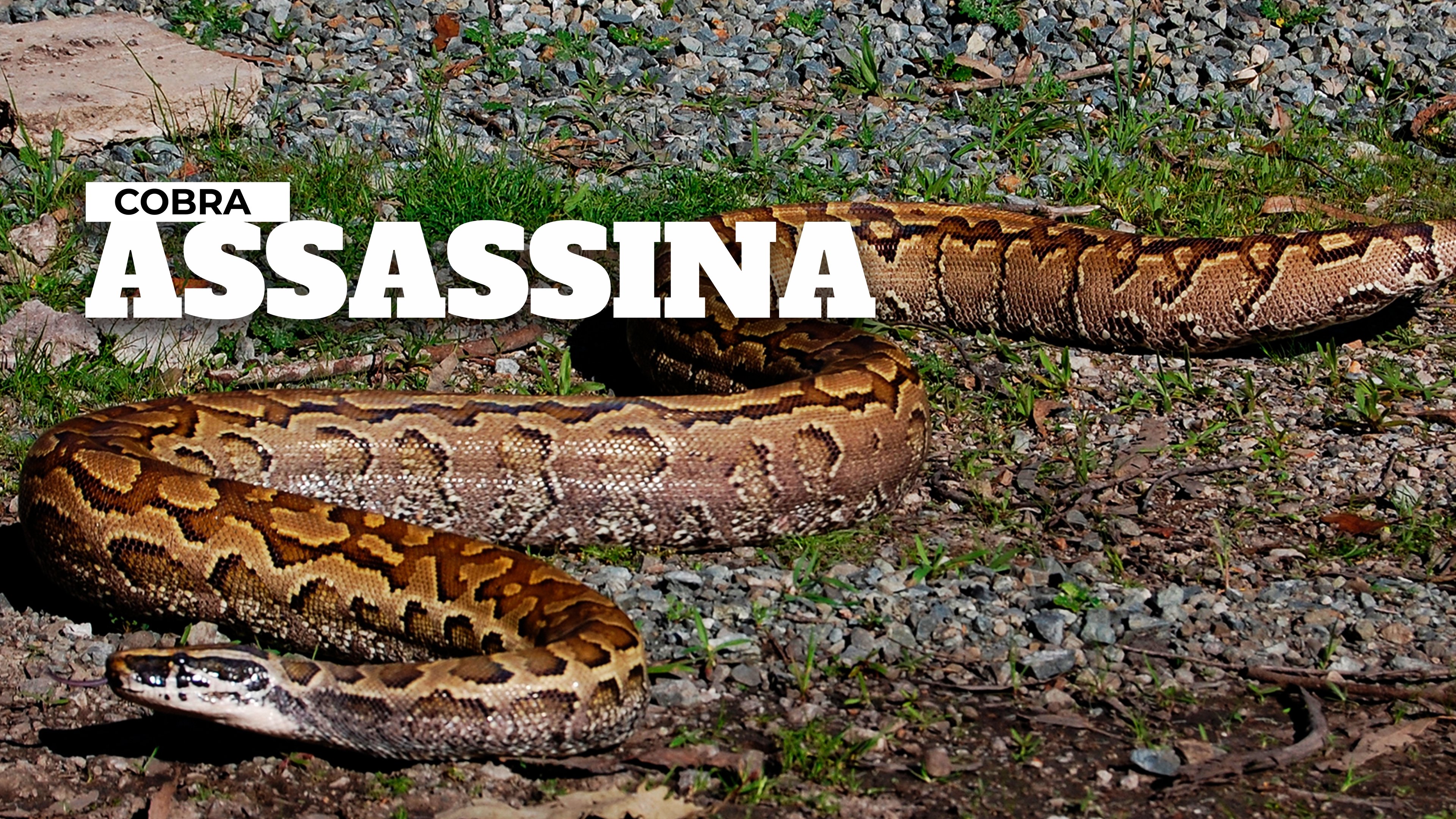 Devoured: Man-Eating Super Snake Returns (2013) - AZ Movies