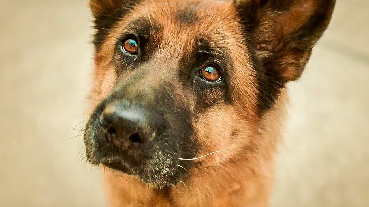 A Dog Named Palma HindiVid A Dog Named Palma HindiVid