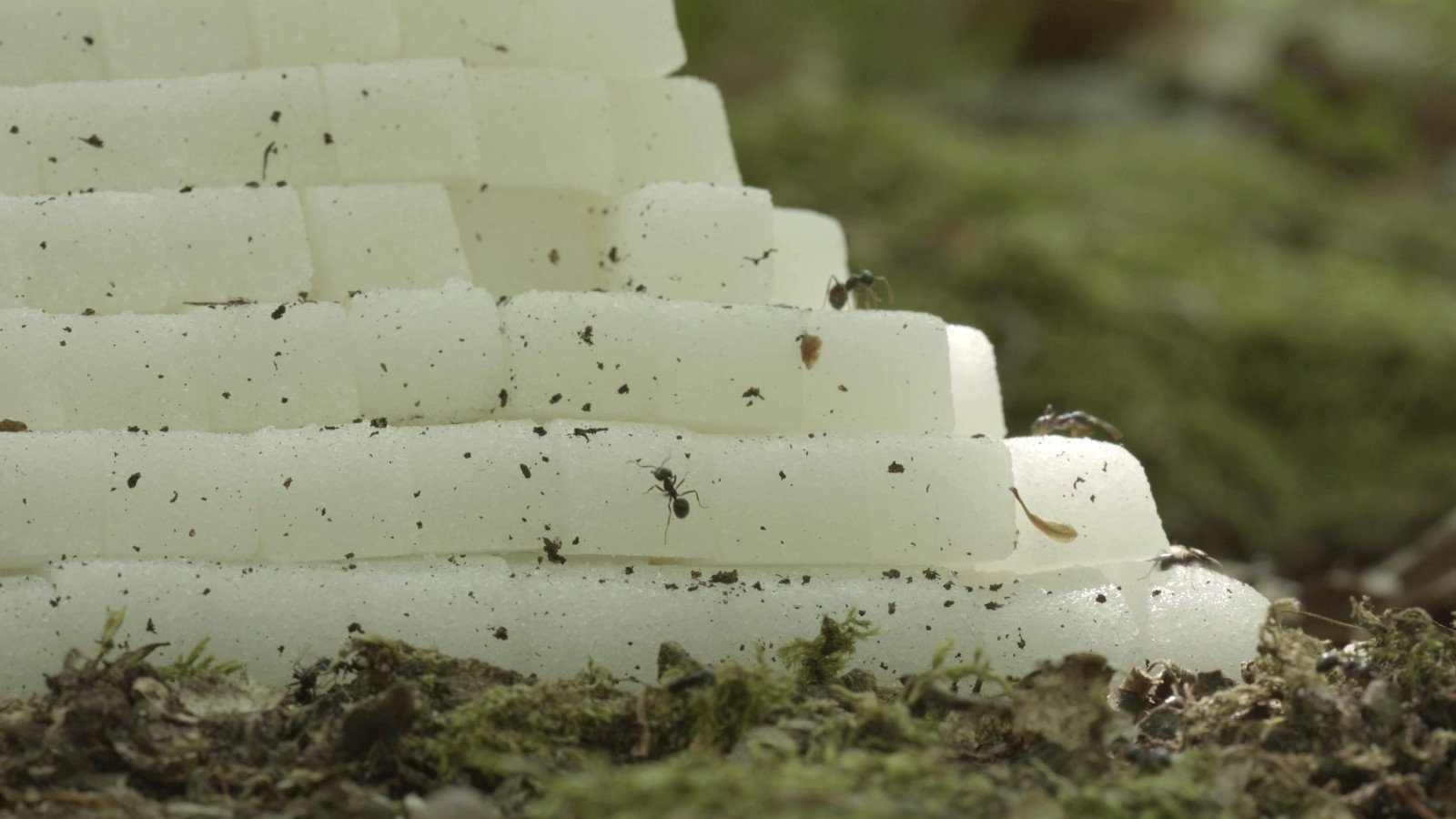 Pyramid (2024) - Backdrops — The Movie Database (TMDB)