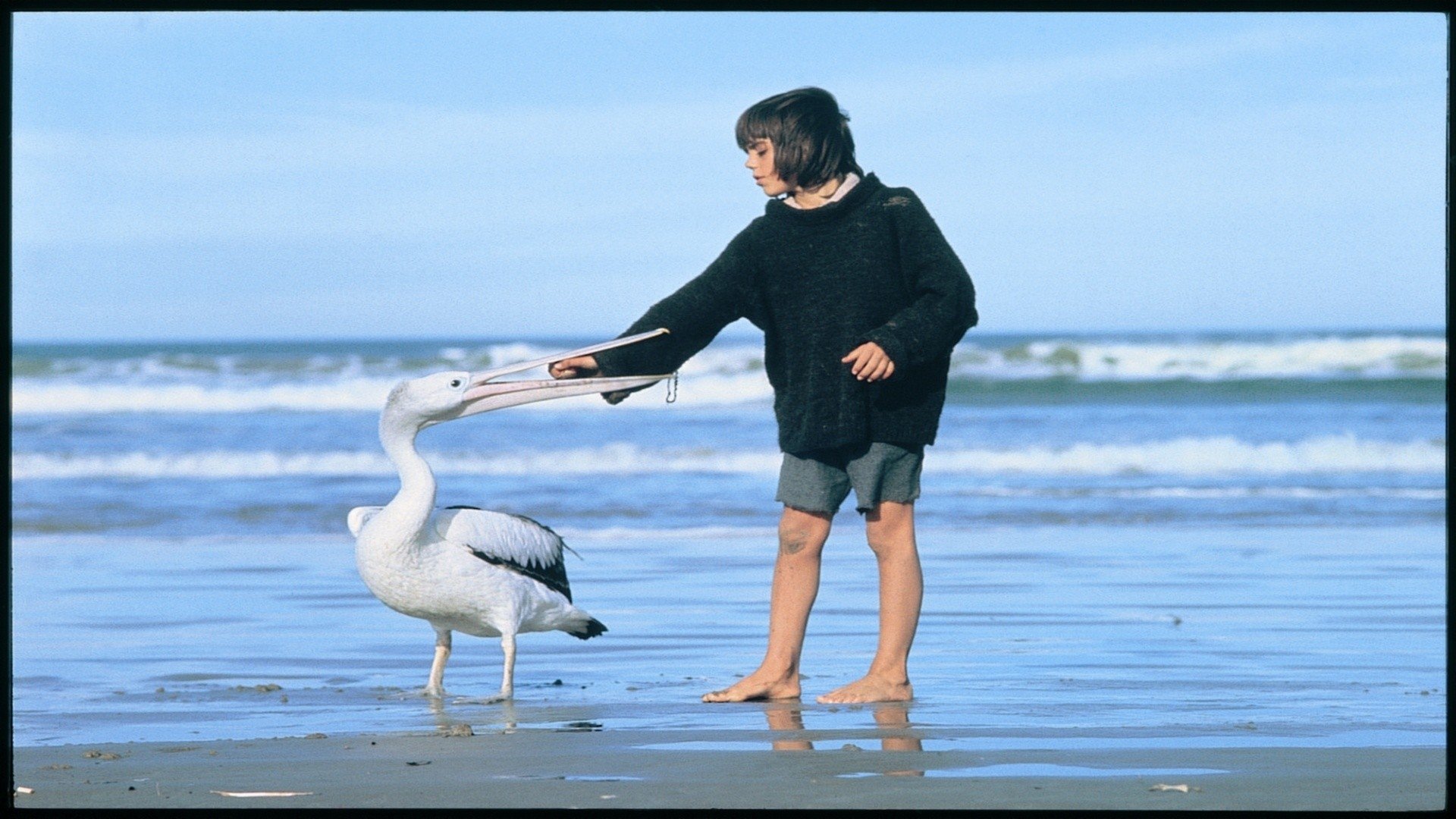 Storm Boy (1976) - Backdrops — The Movie Database (TMDb) Storm Boy (1976) - Backdrops — The Movie Database (TMDb)