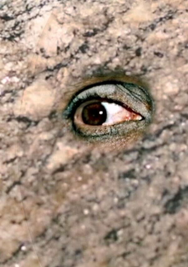 Multiface (2022) - Posters — The Movie Database (TMDB)