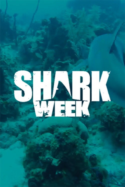 Shark Week 2019 (2019) | The Poster Database (TPDb)