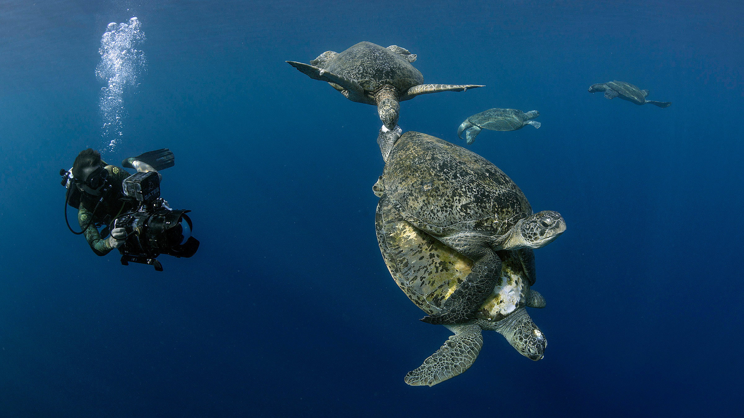 Hostile Planet: Miniseries - Oceans (2019) - (S1E2) - Backdrops — The ...