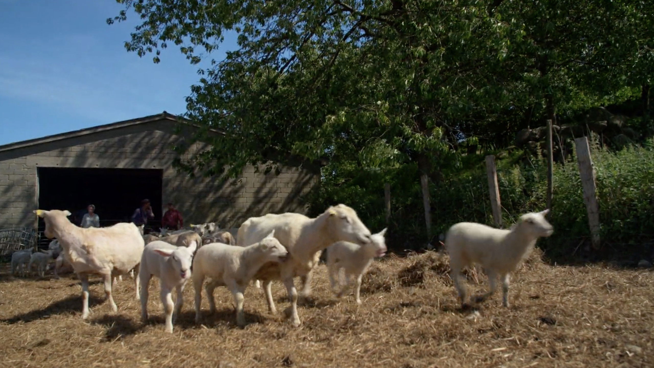 Mandelmanns gård (2017) | Beenama