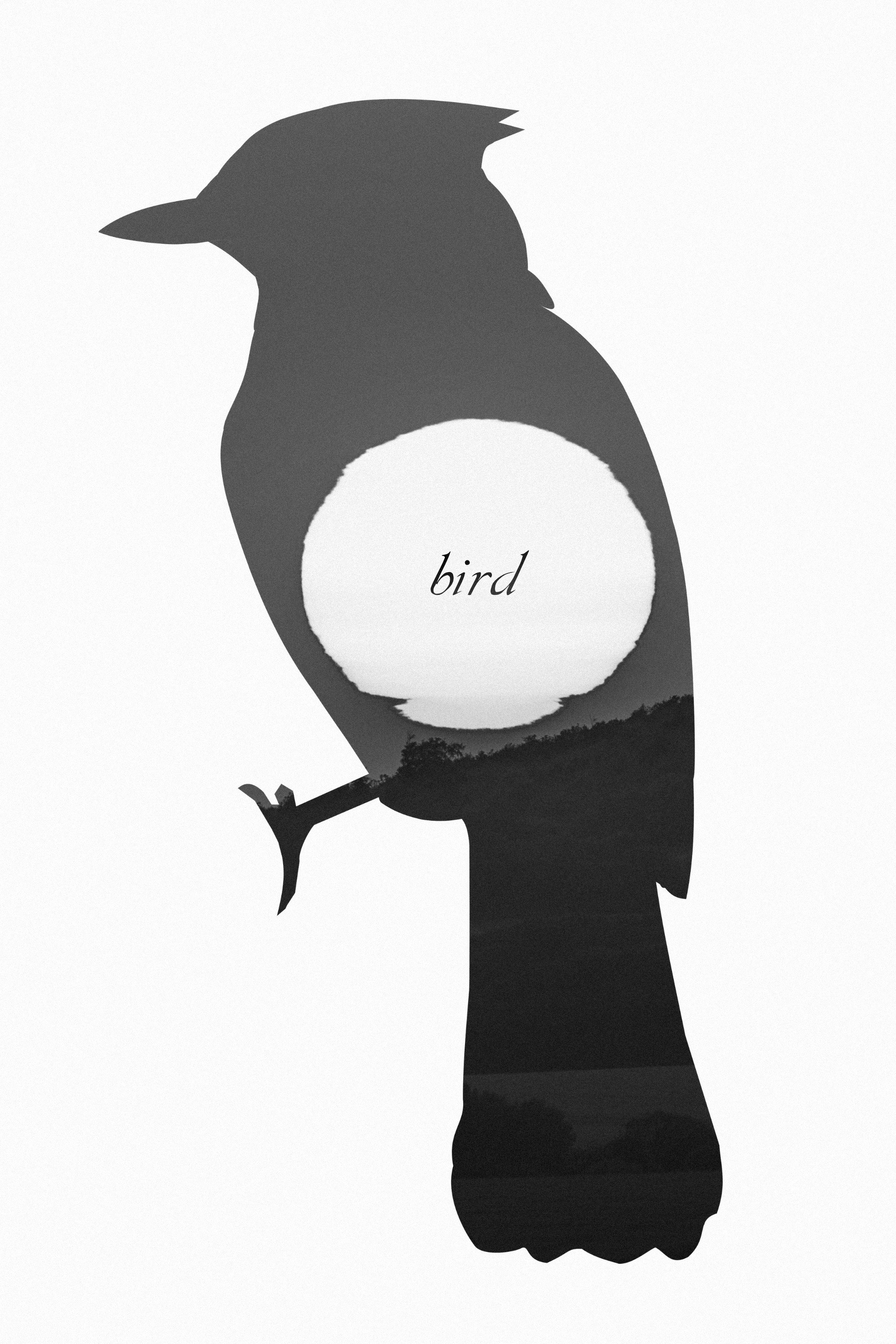 Bird (2024) - Posters — The Movie Database (TMDB)