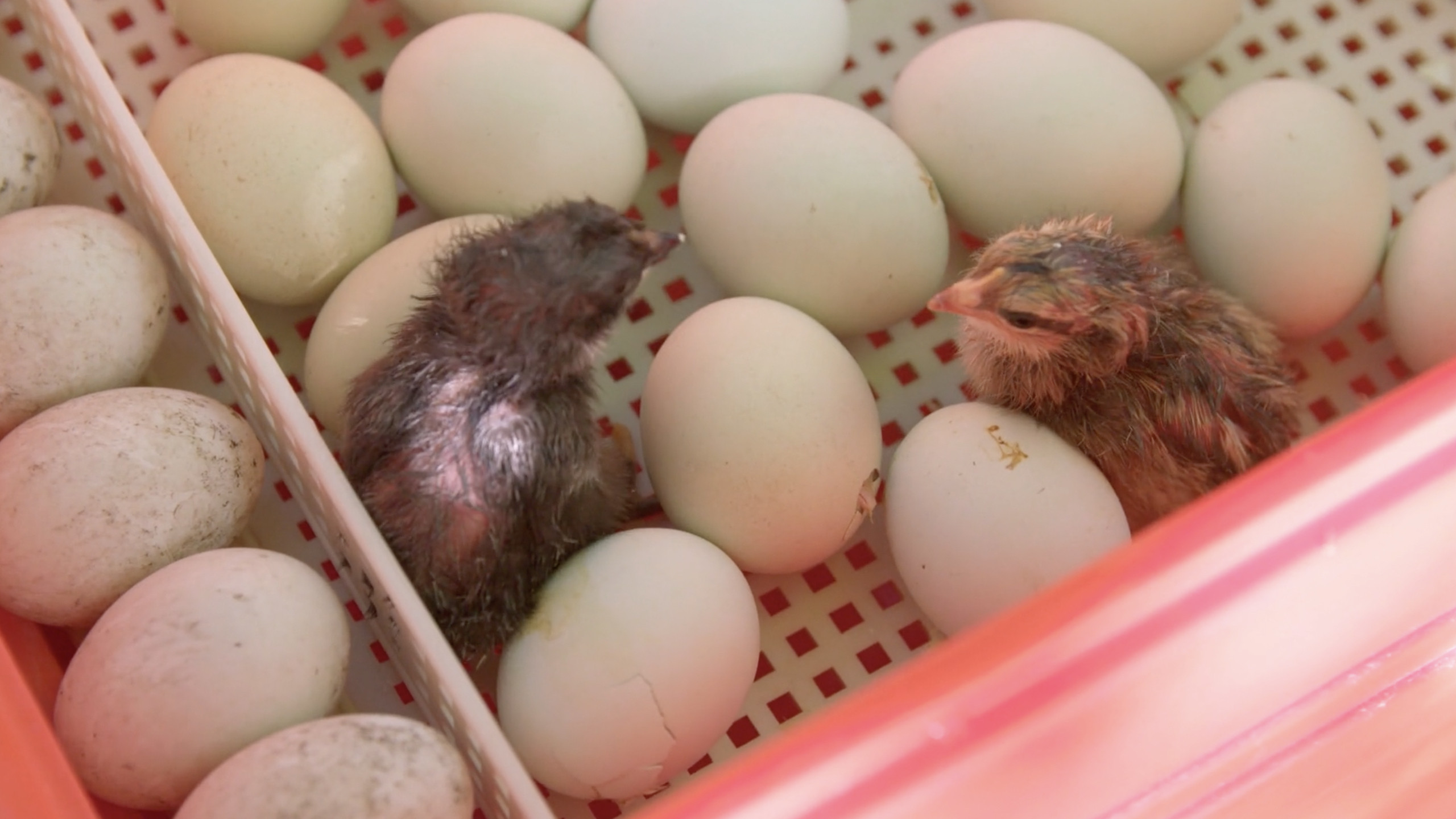 Mandelmanns gård (2017) | Beenama