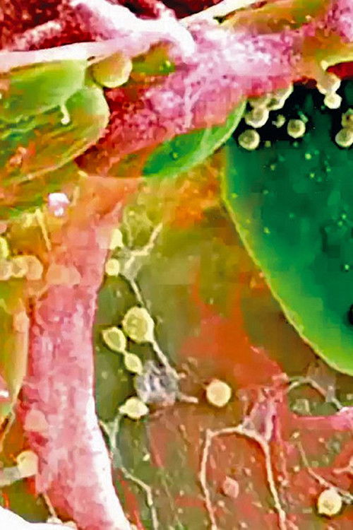 murmur (2023) - Posters — The Movie Database (TMDB)