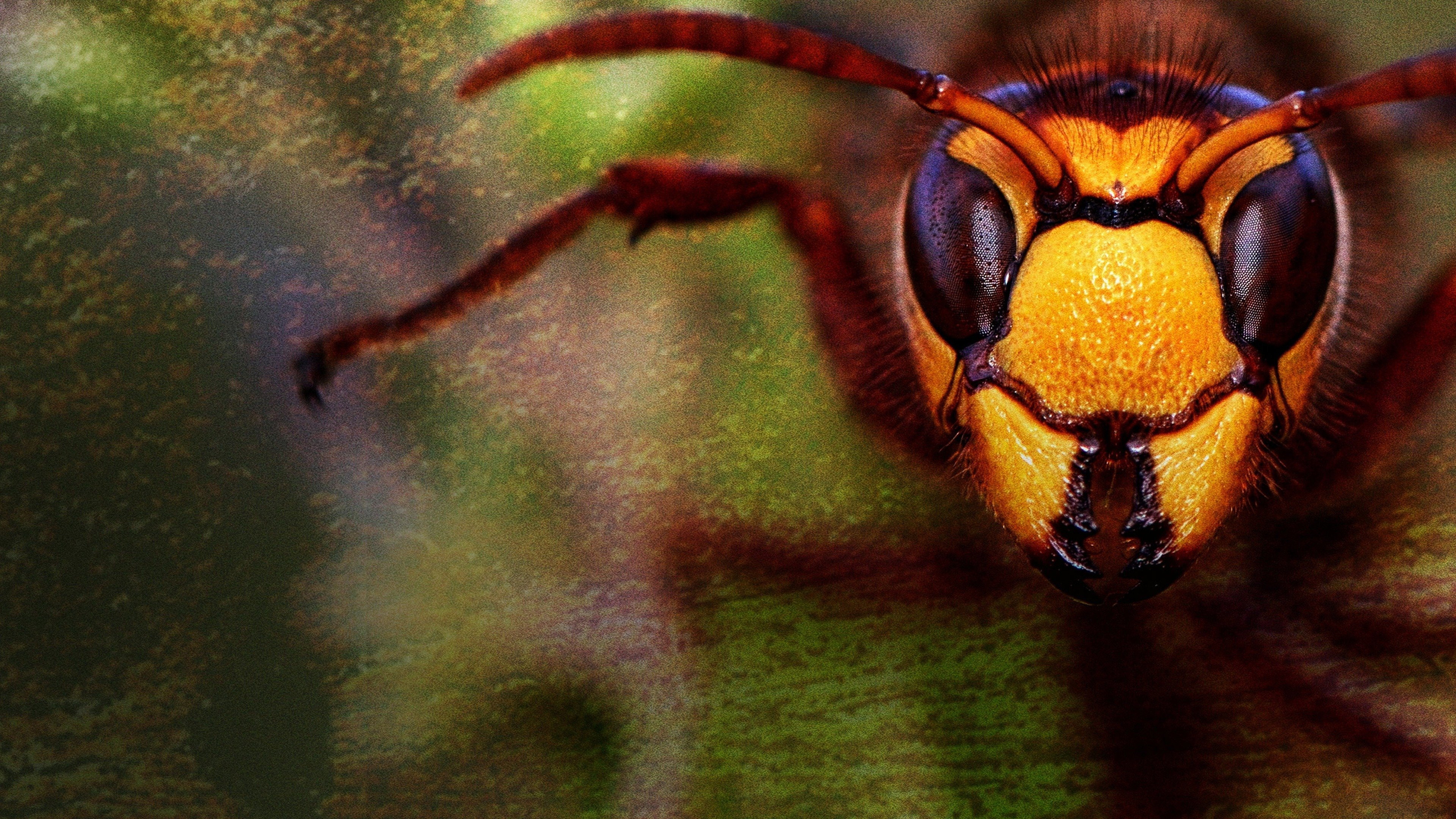 Killer Hornets from Hell (2015) - AZ Movies