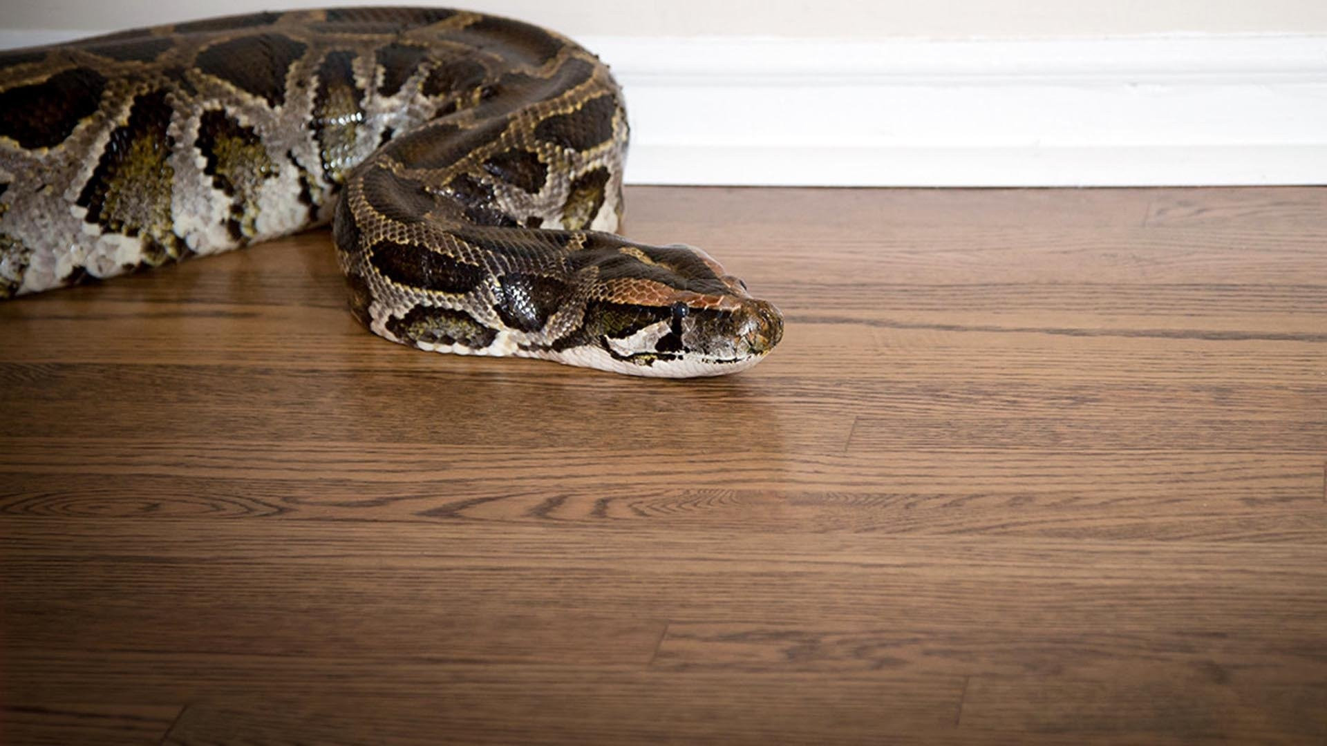 Devoured: Man-Eating Super Snake Returns (2013) - Backdrops — The Movie ...