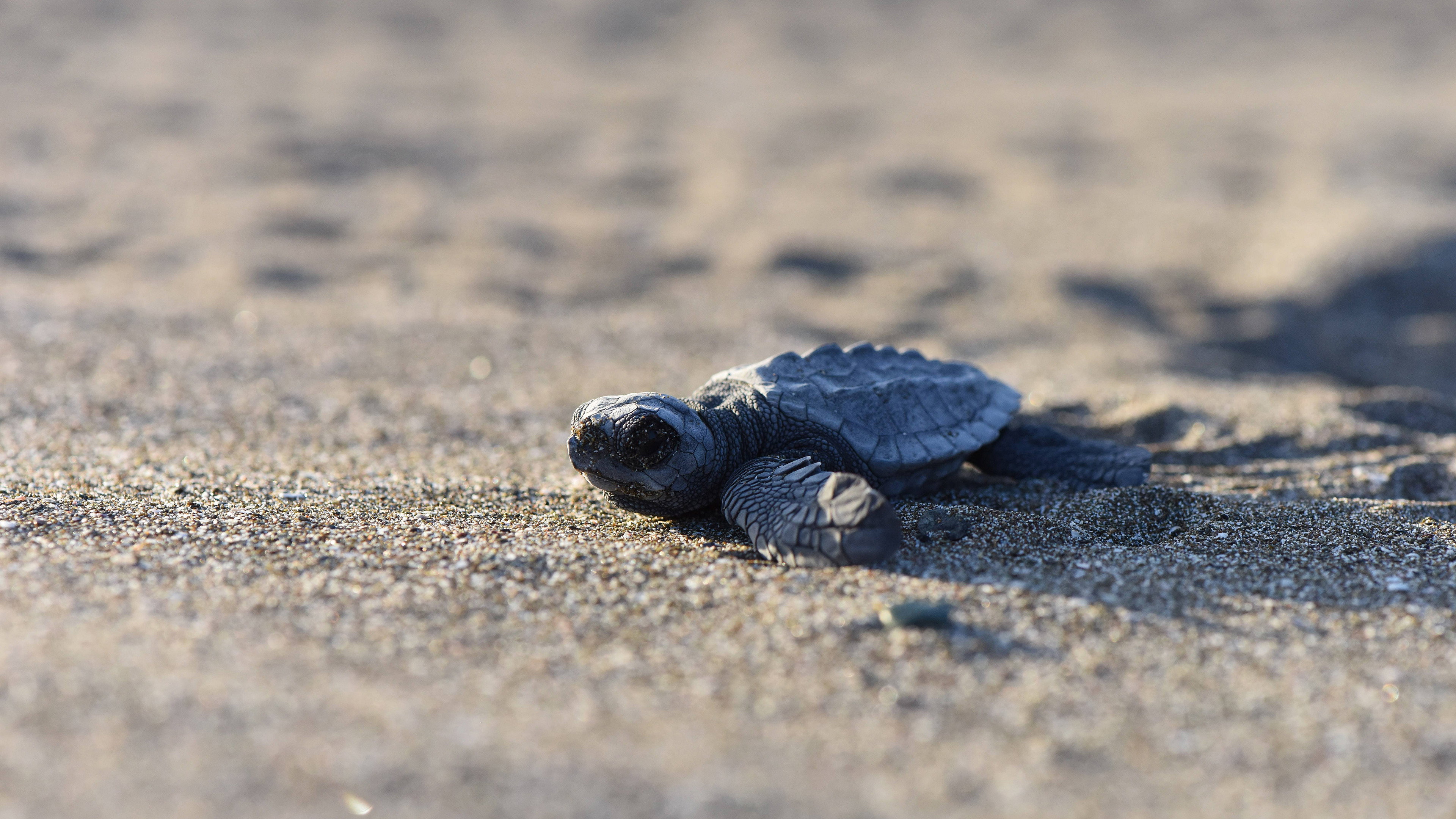 Hostile Planet: Miniseries - Oceans (2019) - (S1E2) - Backdrops — The ...
