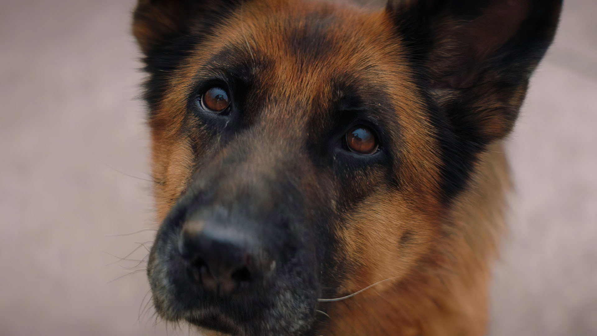 A Dog Named Palma HindiVid A Dog Named Palma HindiVid
