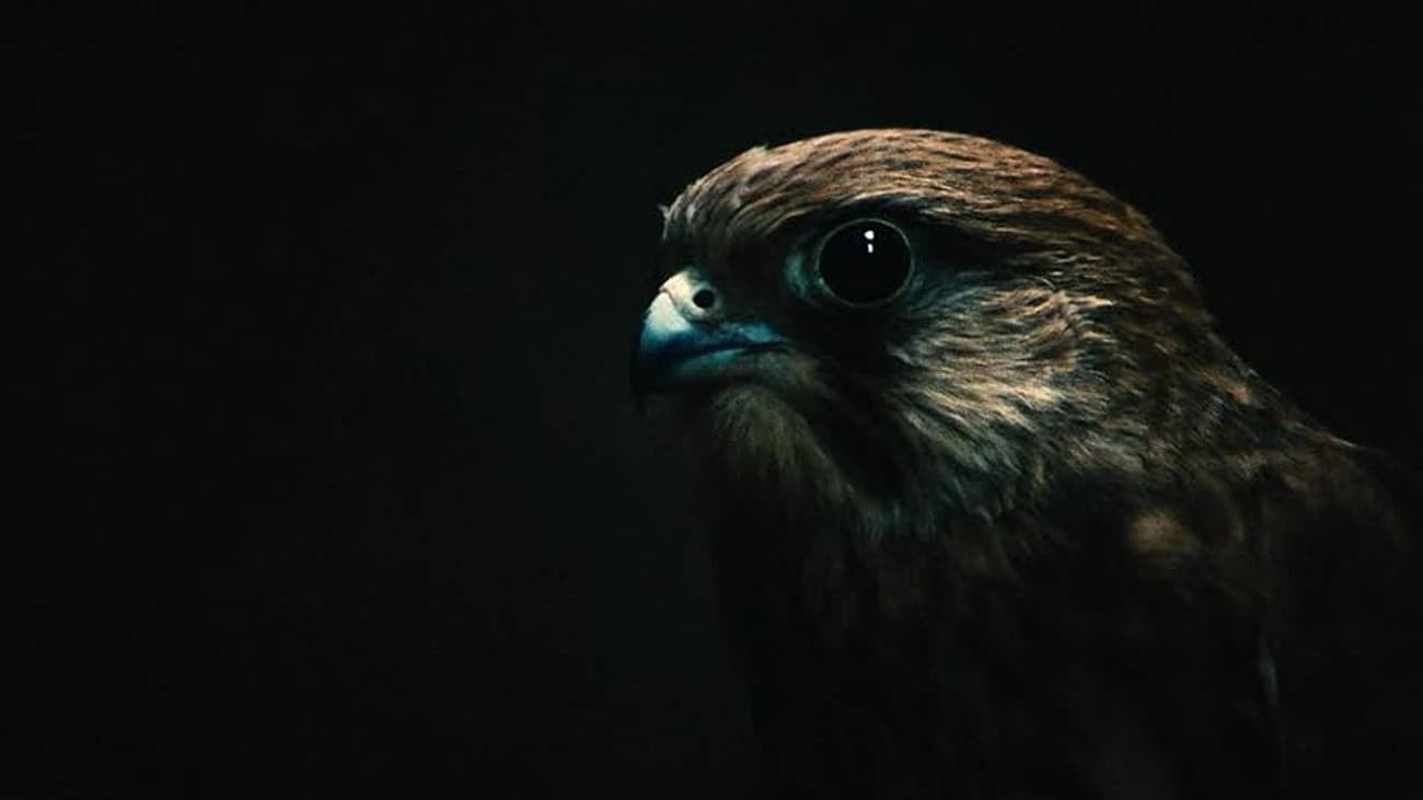 Kes (1970) - Backdrops — The Movie Database (TMDB)