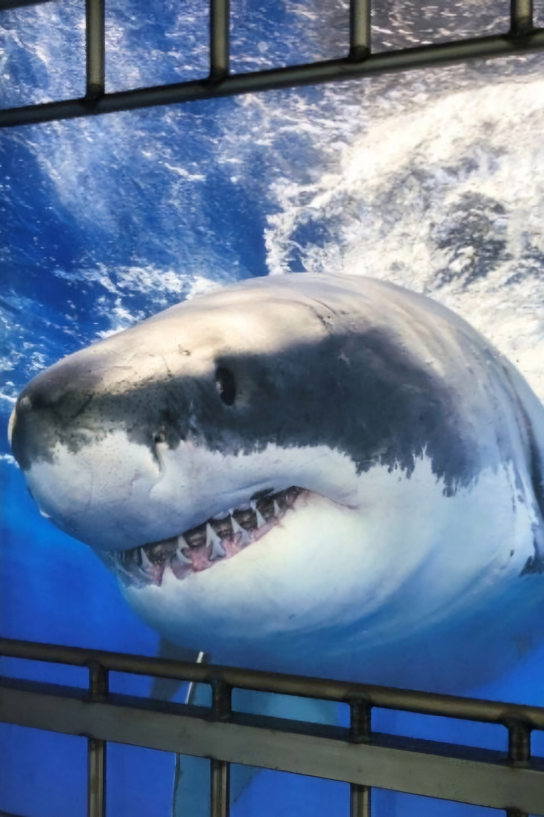 Undersea Explorer VR: Shark Dive (2020) - Posters — The Movie Database ...