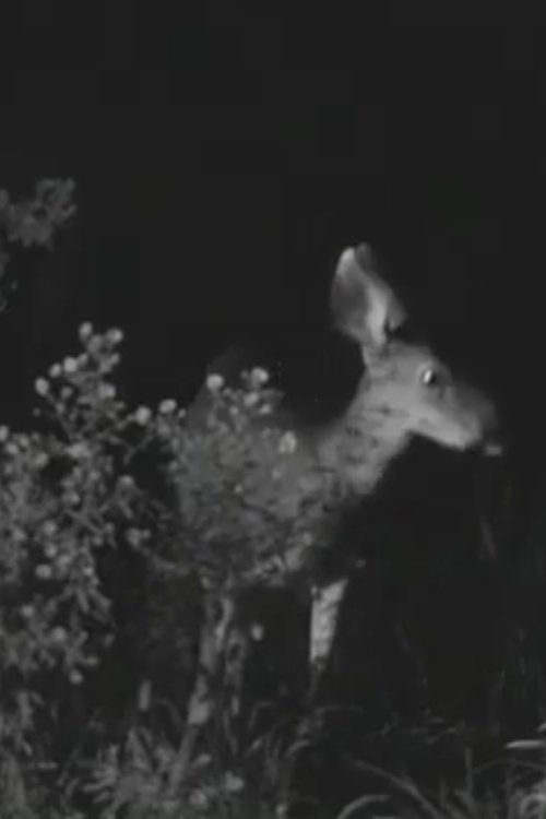 Half Moon (2012) - Posters — The Movie Database (TMDB)