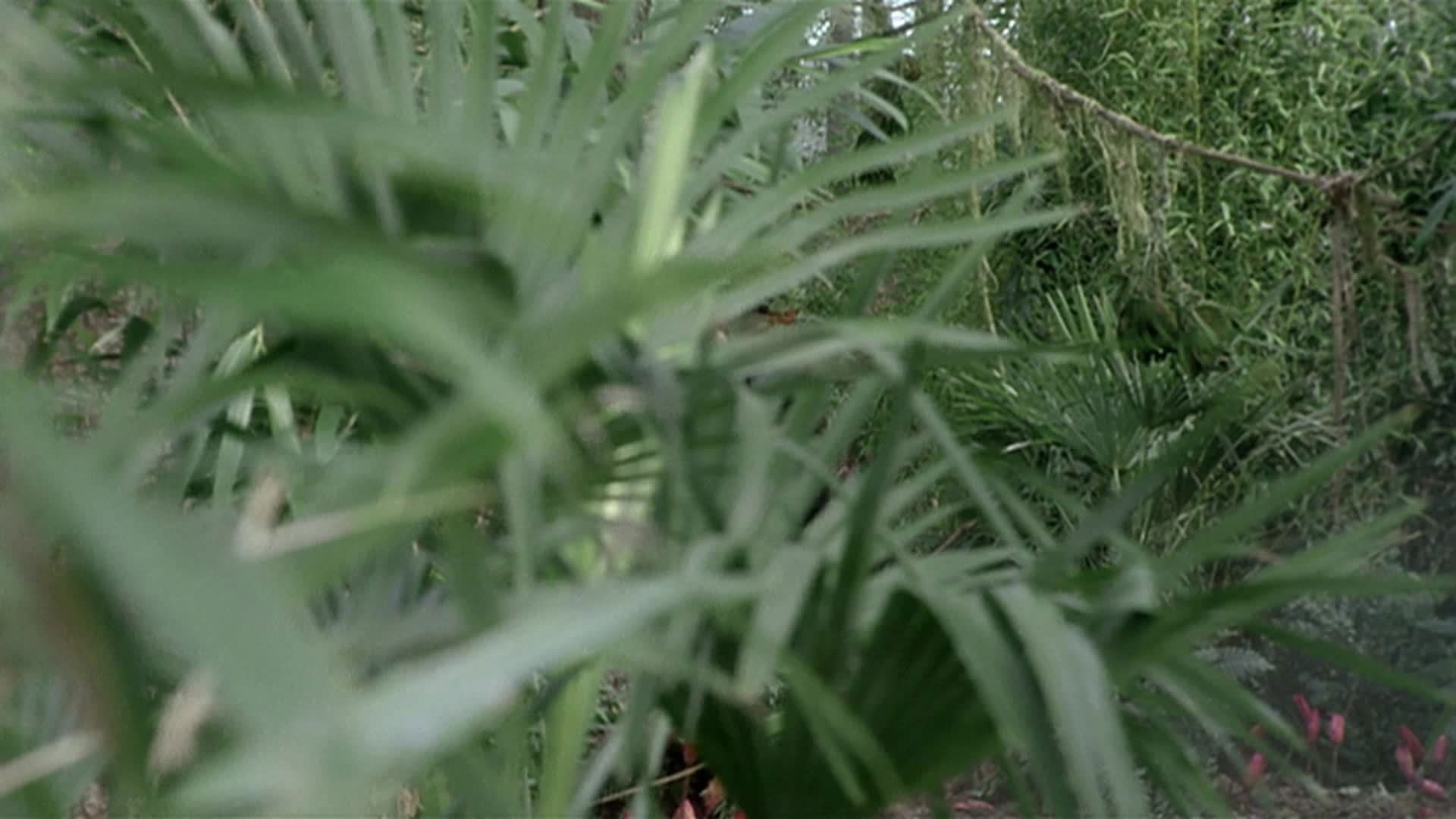 Dinotopia: Miniseries - Part 3 (2002) - (S1E3) - Backdrops — The Movie ...