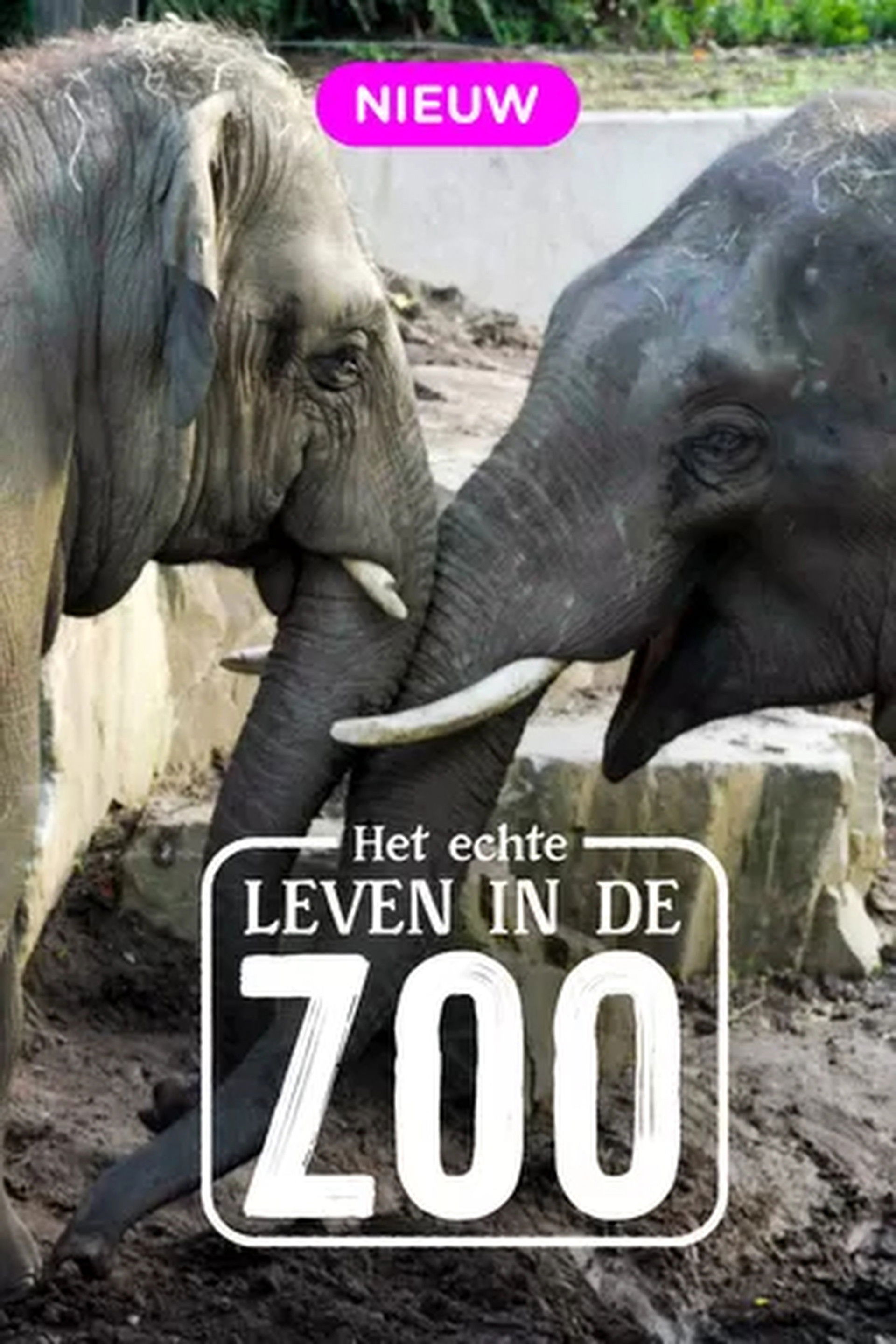Het Echte Leven in de ZOO (TV Series 2024-2024) - Posters — The Movie Database (TMDB)