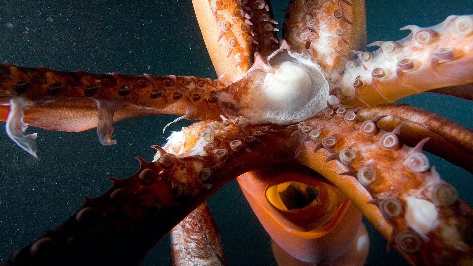 Deep Sea Killers: Into the Dark (2020) - AZ Movies