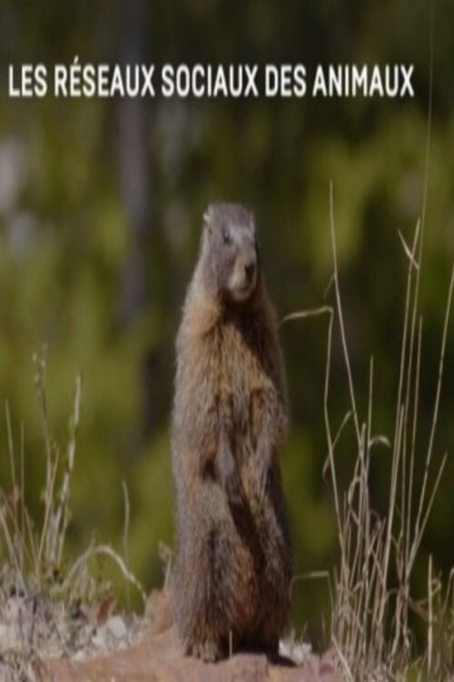 Animal Social Network (TV Series 2021- ) - Posters — The Movie Database ...