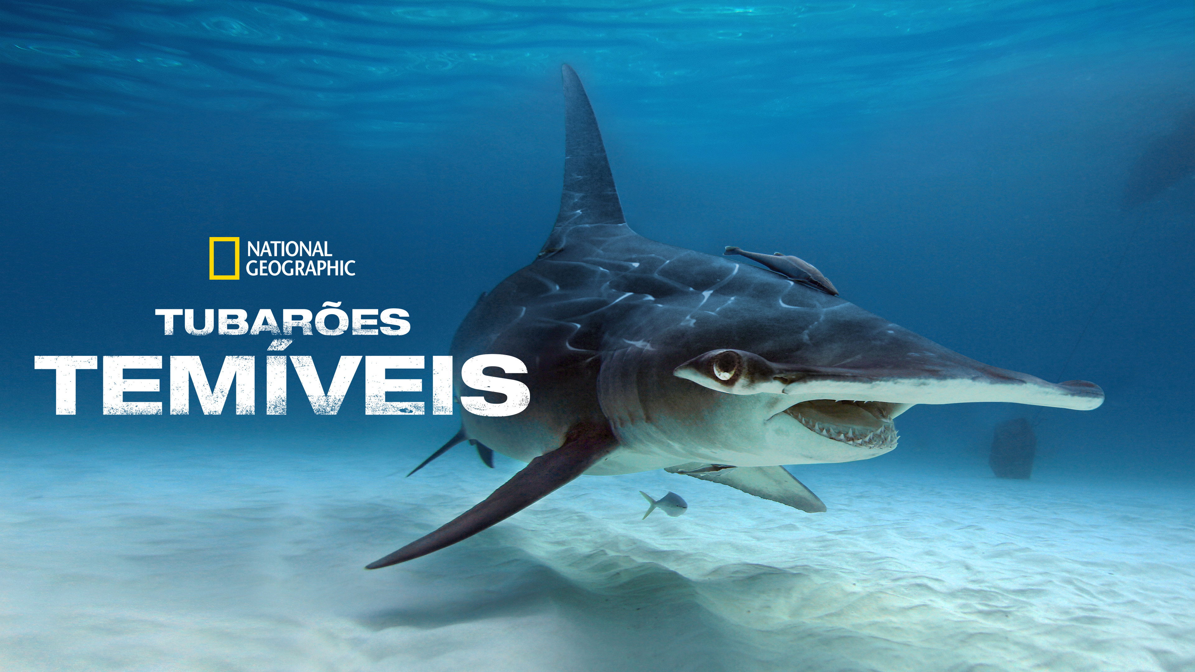 What the Shark? (2020) - AZ Movies