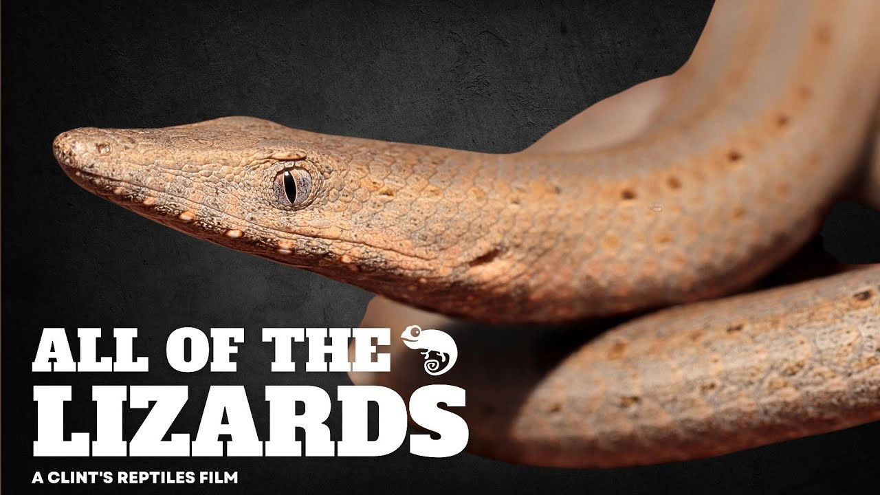 All the Lizards (2024) - Backdrops — The Movie Database (TMDB)