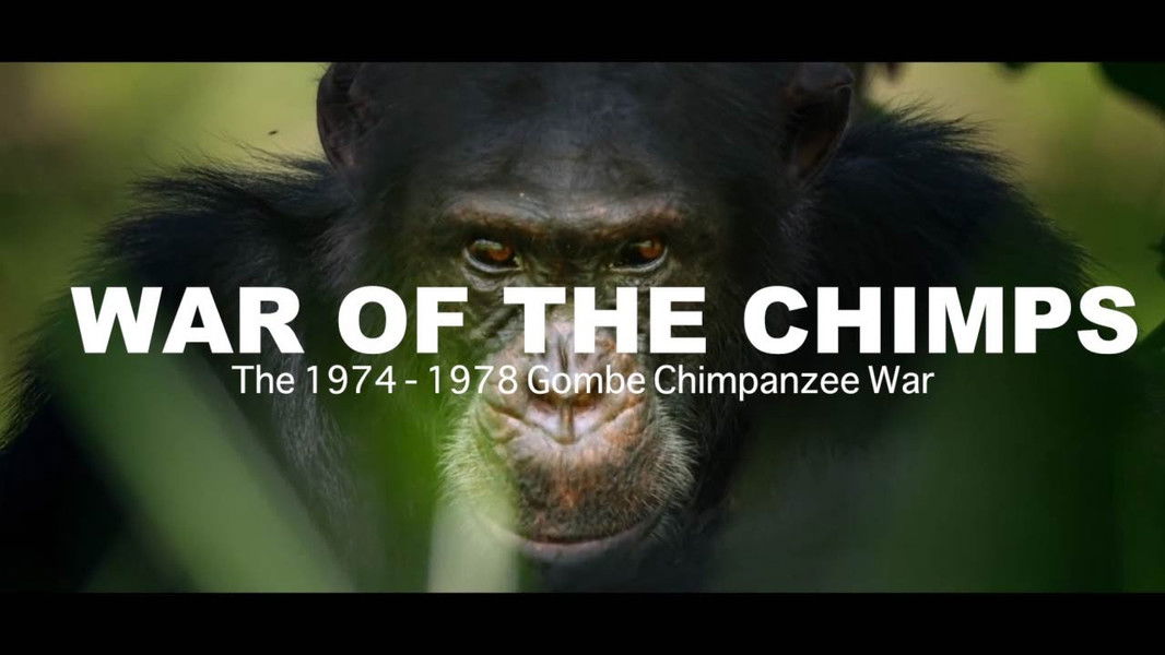 World War Chimp | The Brutal 1974 - 1978 Gombe Chimpanzee War ...