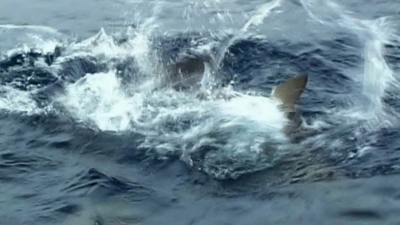 Open Water | Film 2003 | Moviebreak.de
