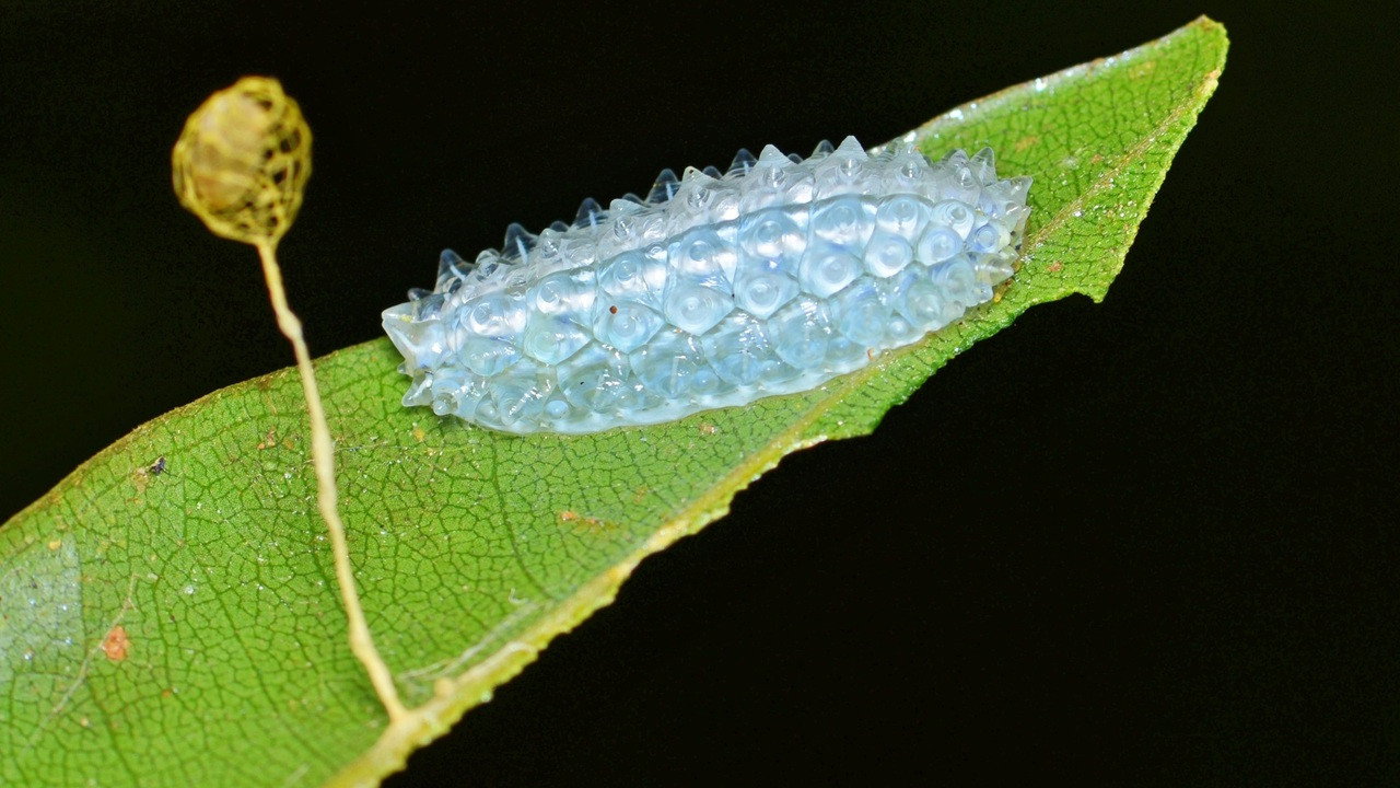 Maravillas de la Evolución. Los insectos más raros del mundo | Kinemaland