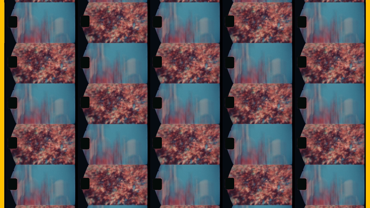 Leaf Peeper | The Best Free Streaming Service