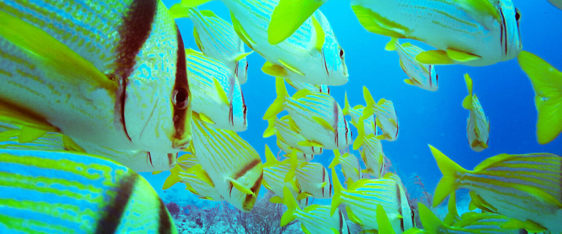 Red Sea 4K (Film, 2016) - MovieMeter.nl