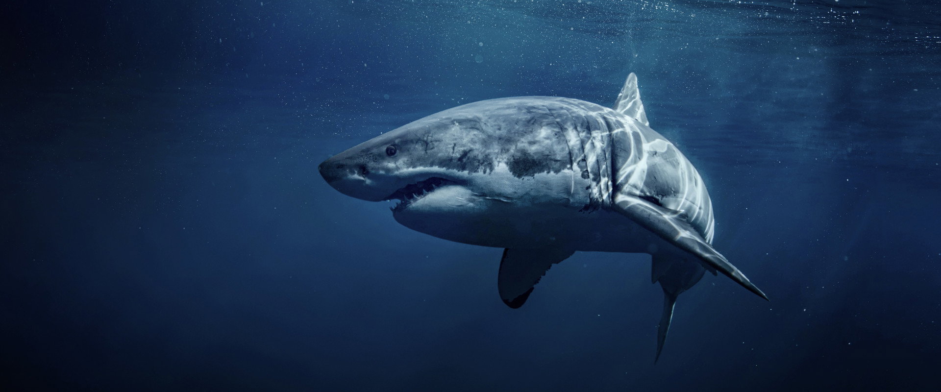 50 Shades of Sharks Watch Party | Teleparty
