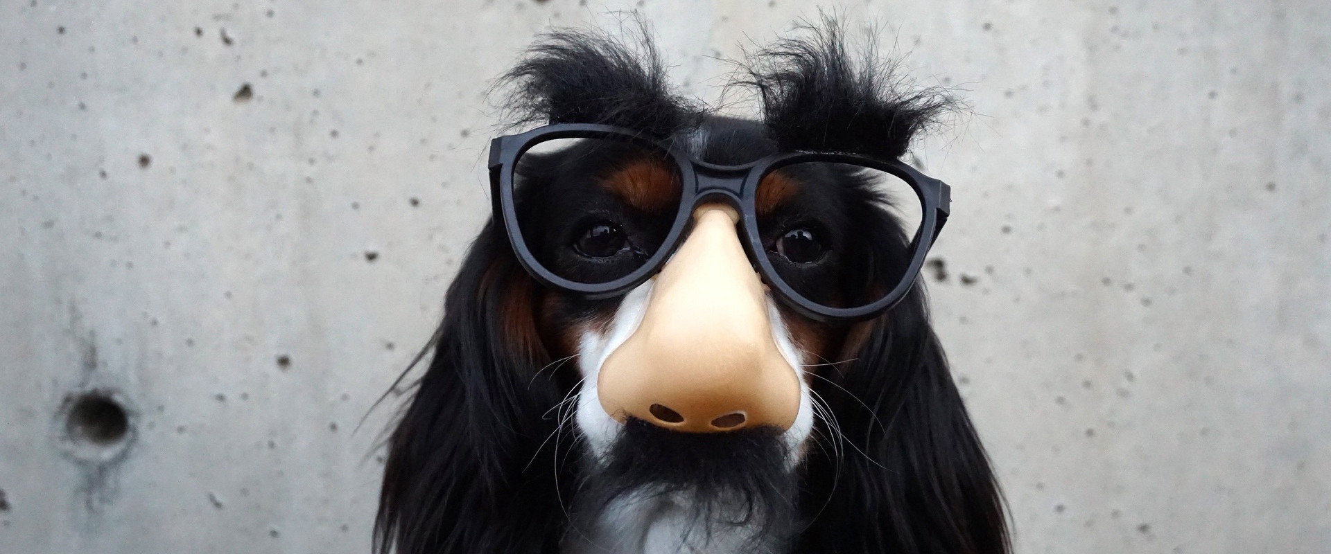 Trutv Top Funniest Watch Party Teleparty