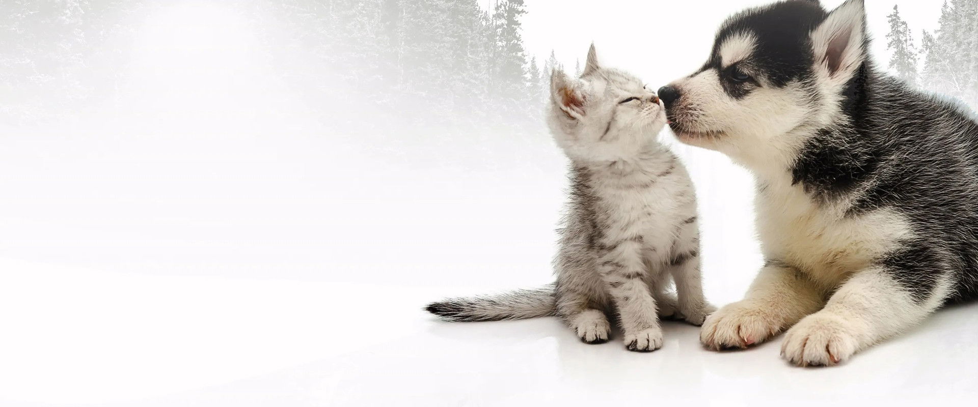 Incredible Northern Vets Watch Party | Teleparty