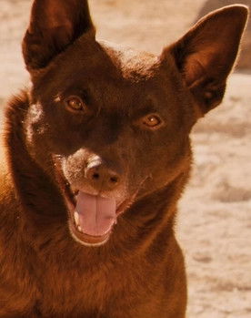 Red Dog (2011) — The Movie Database (TMDb)