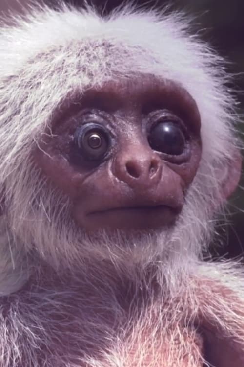 Where to stream Polycephaly in D (2021) online? Comparing 50+ Streaming ...