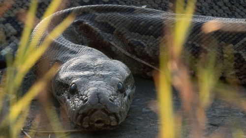 Queen of the Pythons ( 2019 ) - Palomitacas