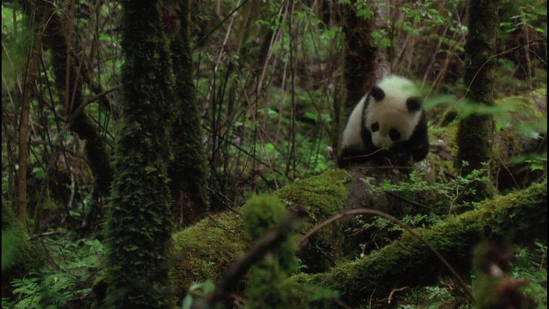The Amazing Panda Adventure (Film, 1995) - MovieMeter.nl