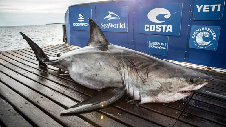 Great White (Film, 2021) - MovieMeter.nl